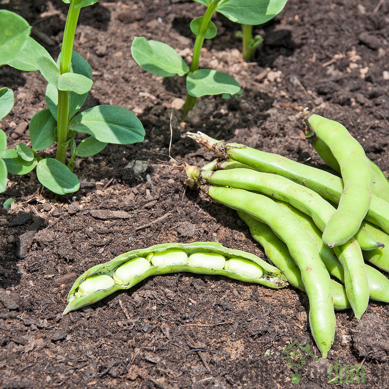 Sjeme Bob Superaguadulce | Sadnica u dom