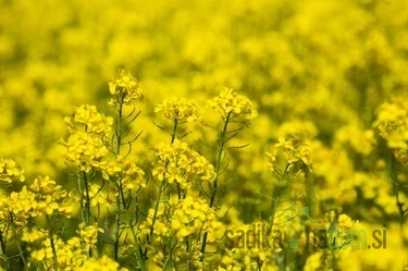 Sjeme Krmna uljana repica Daniela | Sadnica u dom