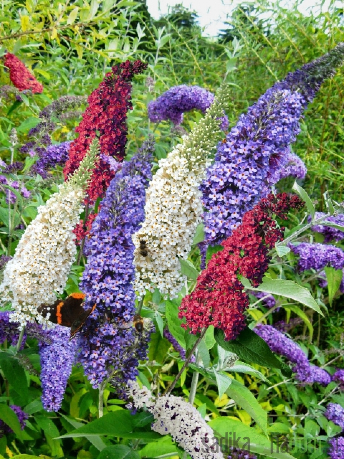 Ljetni jorgovan (Buddleja davidii) | Sadnica u dom