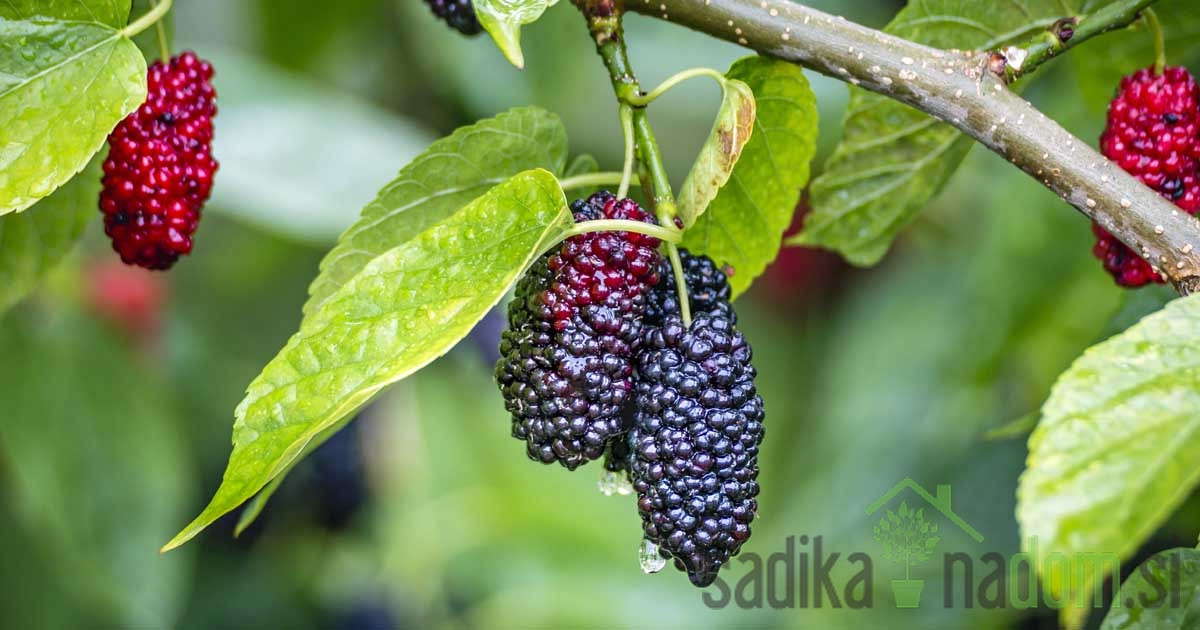 Murva Full Seasons (GRMOVITA) | Sadnica u dom